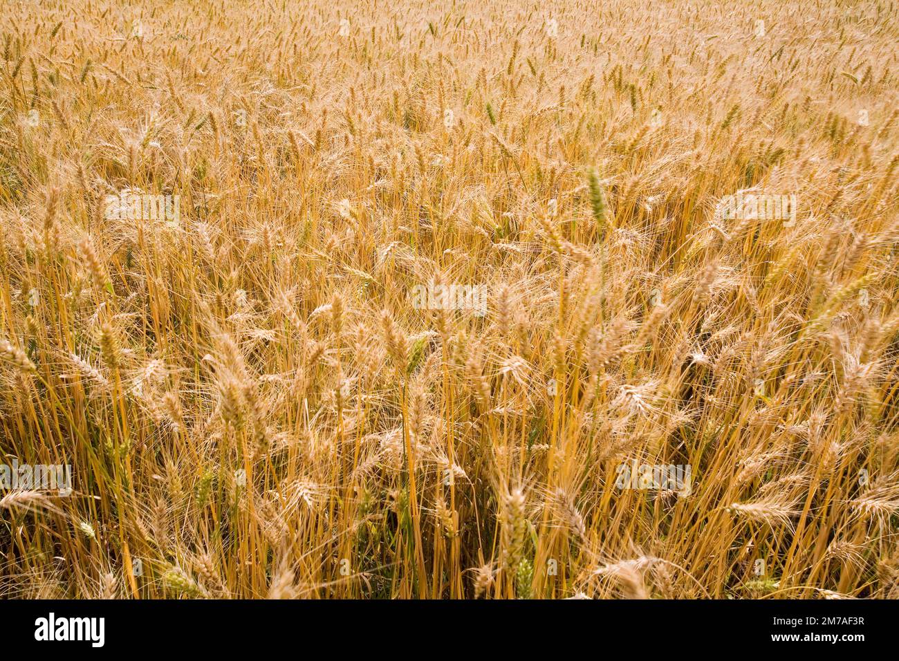Bashang grassland in Inner Mongolia Stock Photo - Alamy