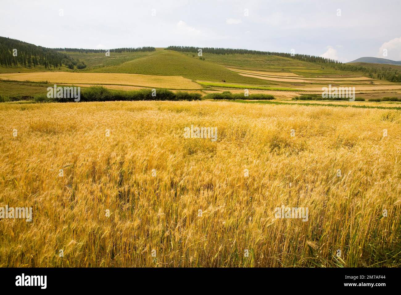 Bashang grassland in Inner Mongolia Stock Photo - Alamy