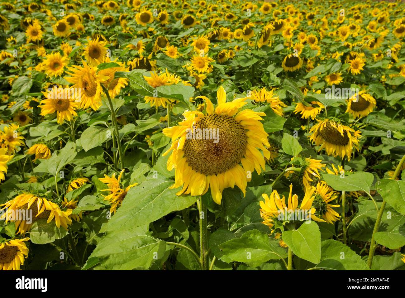 Bashang grassland in Inner Mongolia Stock Photo - Alamy