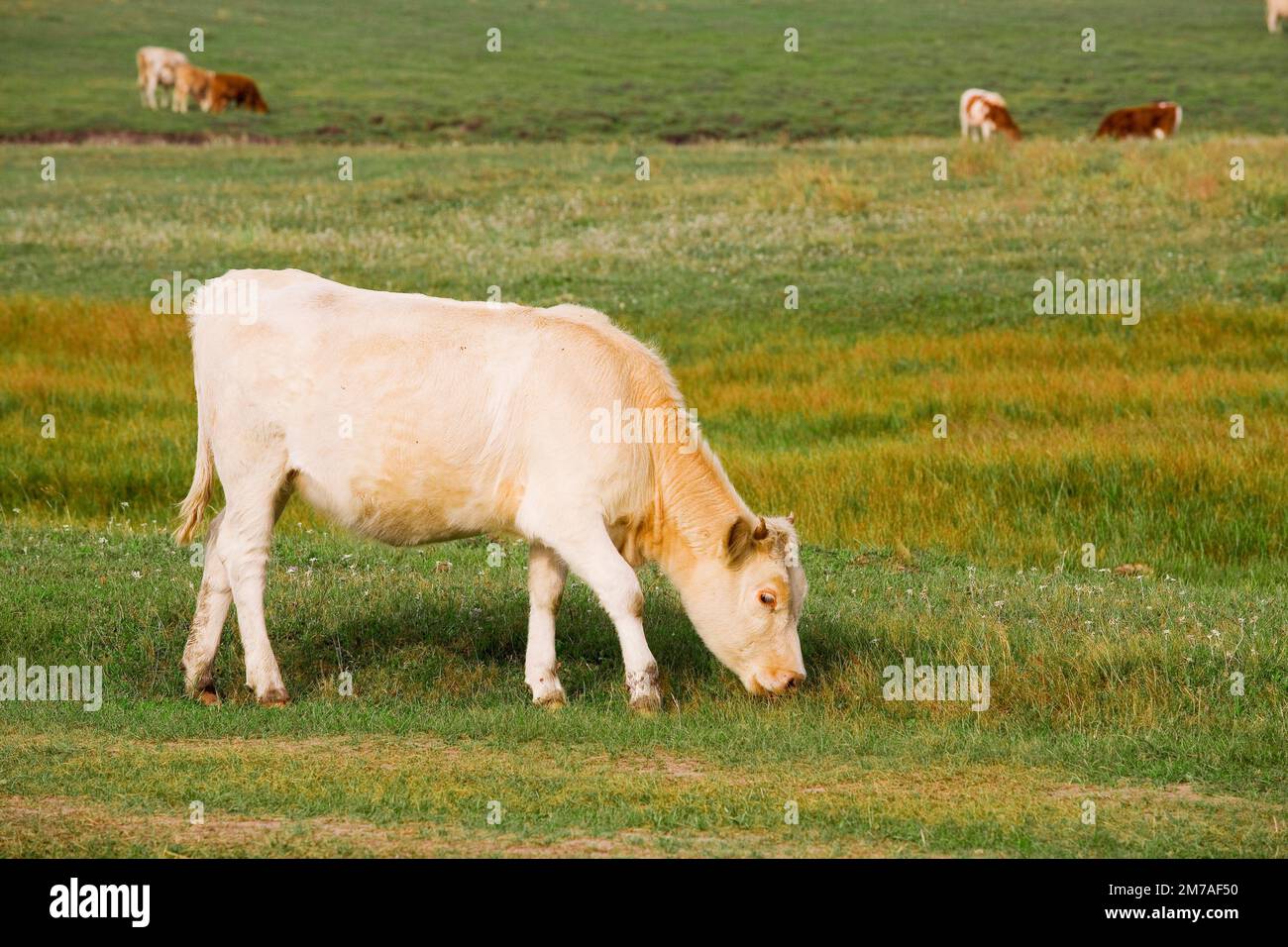 Bashang grassland in Inner Mongolia Stock Photo - Alamy
