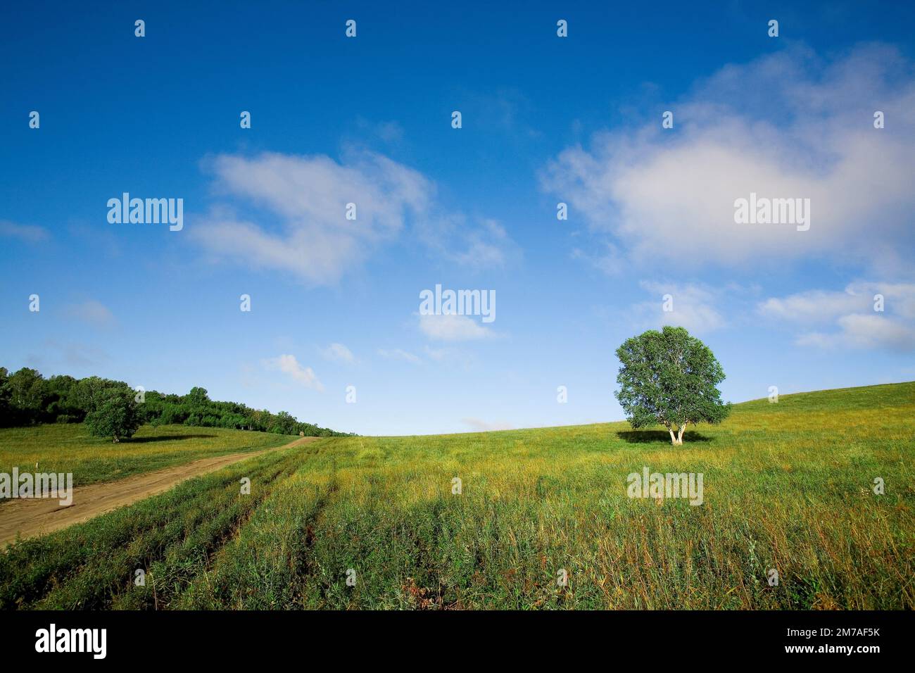 Bashang grassland in Inner Mongolia Stock Photo - Alamy