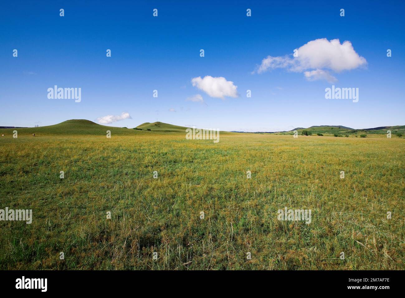 Bashang grassland in Inner Mongolia Stock Photo - Alamy