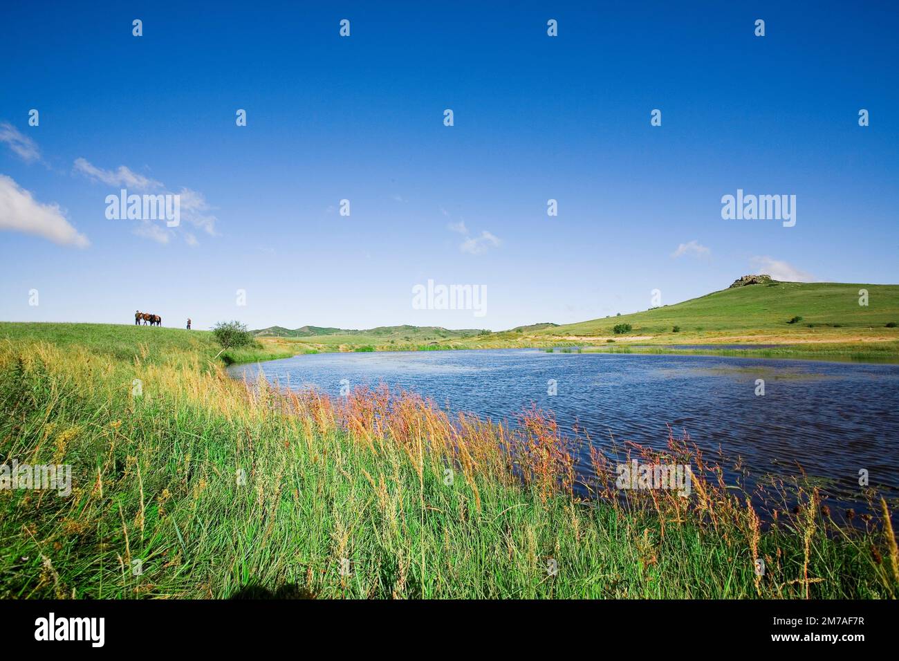 Bashang grassland in Inner Mongolia Stock Photo - Alamy