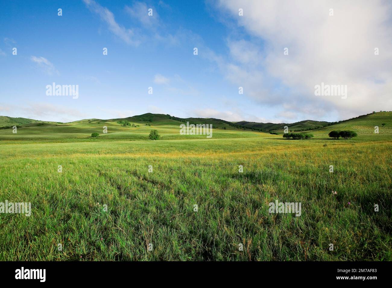 Bashang grassland in Inner Mongolia Stock Photo - Alamy