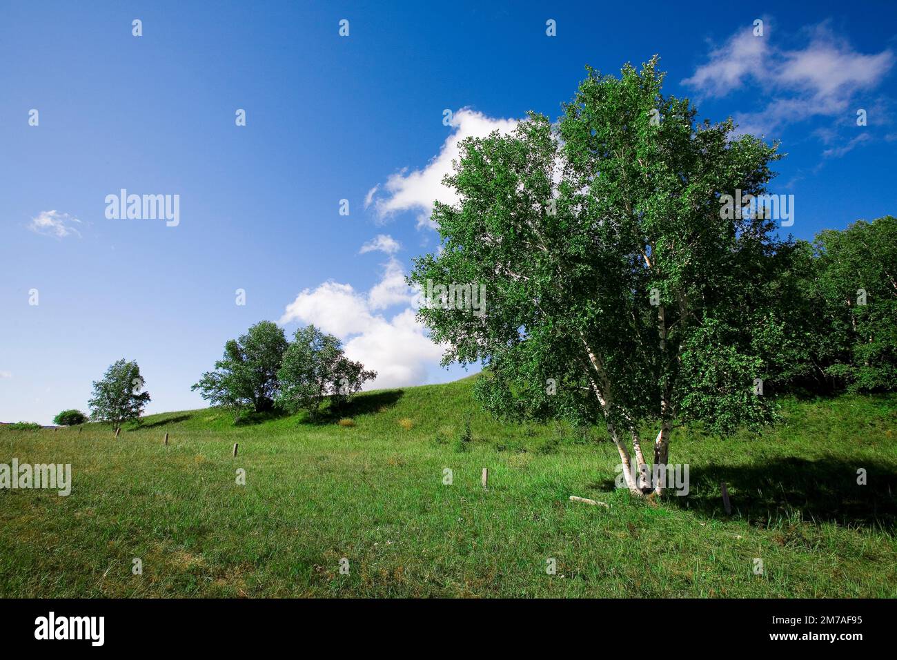 Bashang grassland in Inner Mongolia Stock Photo - Alamy