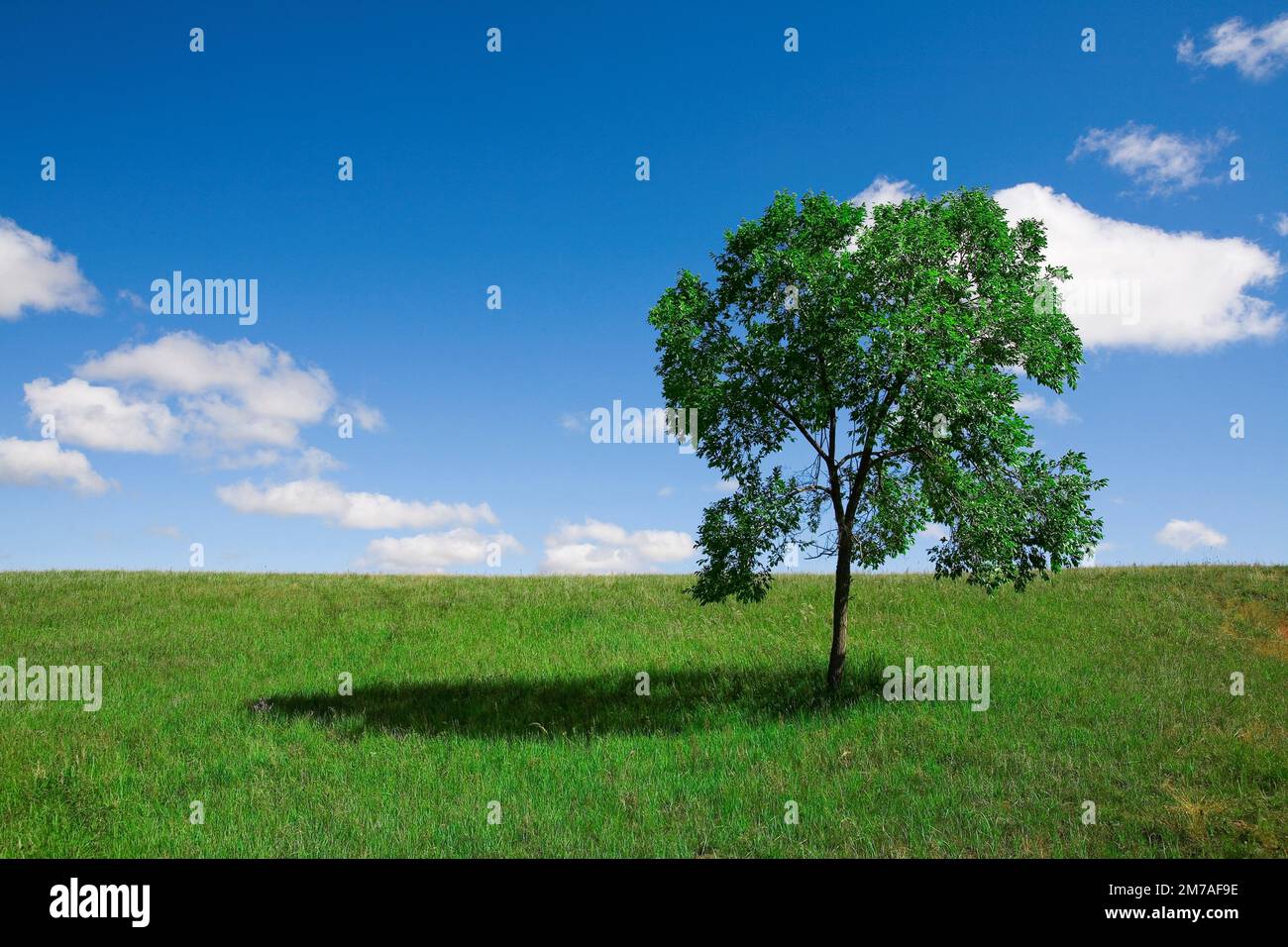 Bashang grassland in Inner Mongolia Stock Photo - Alamy