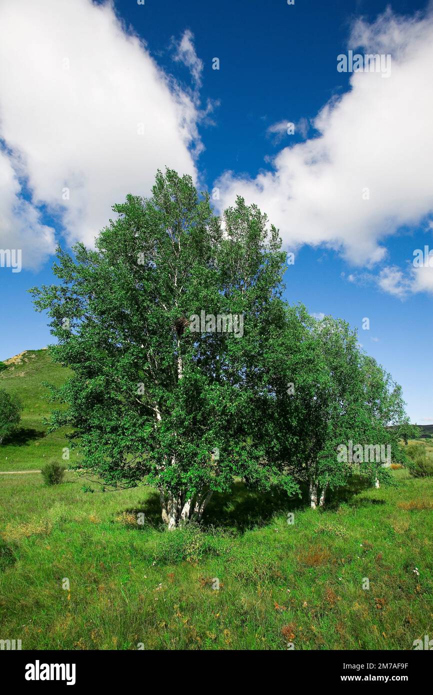 Bashang grassland in Inner Mongolia Stock Photo - Alamy