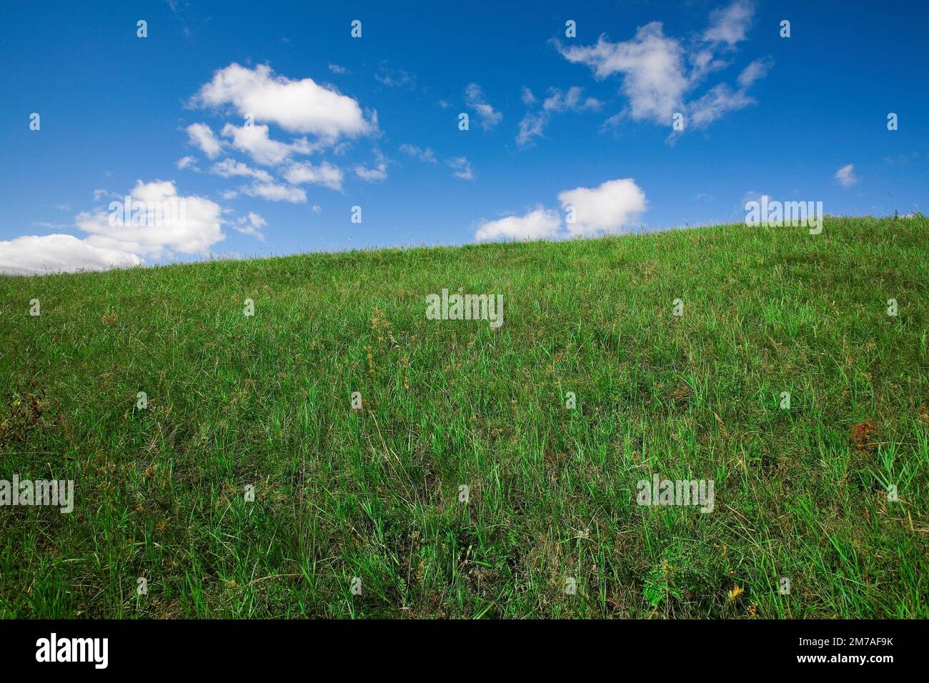 Bashang grassland in Inner Mongolia Stock Photo - Alamy