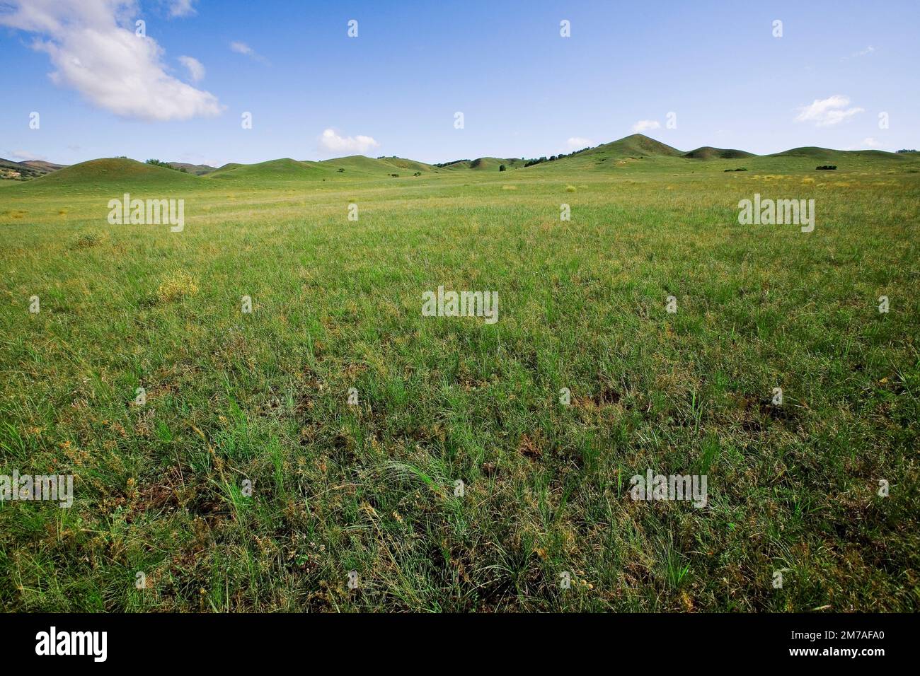 Bashang grassland in Inner Mongolia Stock Photo - Alamy