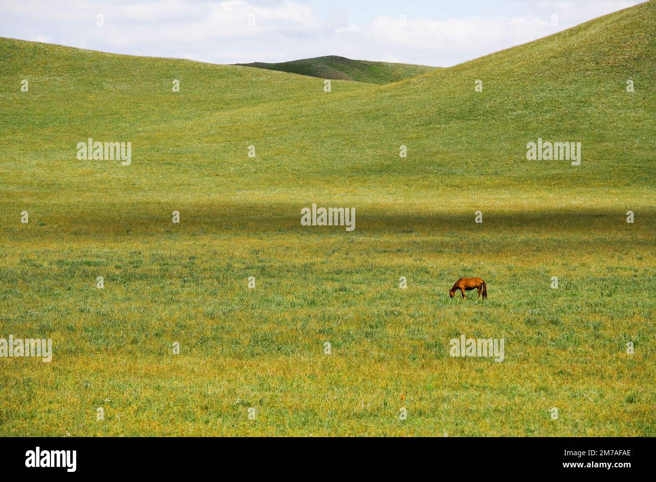 Bashang grassland in Inner Mongolia Stock Photo - Alamy