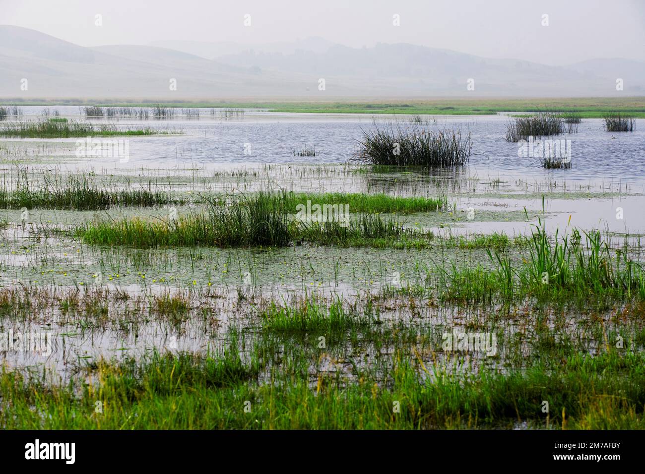 Bashang grassland in Inner Mongolia Stock Photo - Alamy