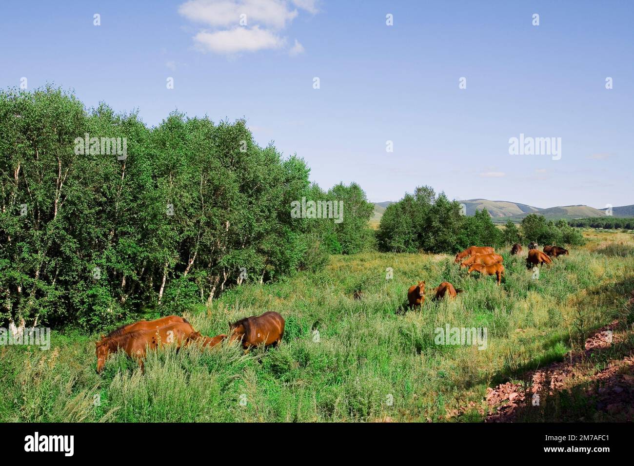 Bashang grassland in Inner Mongolia Stock Photo - Alamy