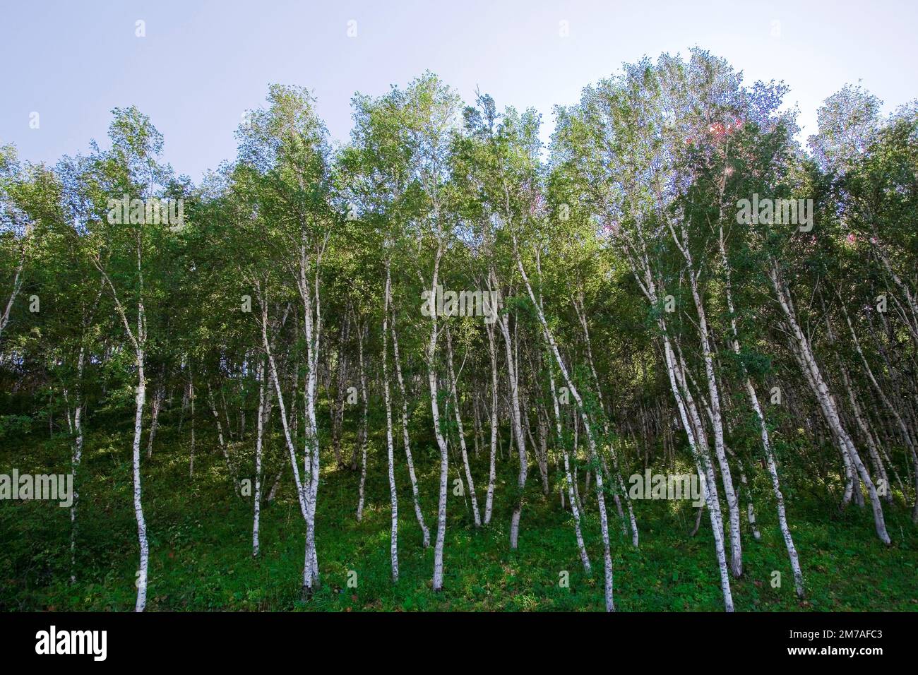 Bashang grassland in Inner Mongolia Stock Photo - Alamy