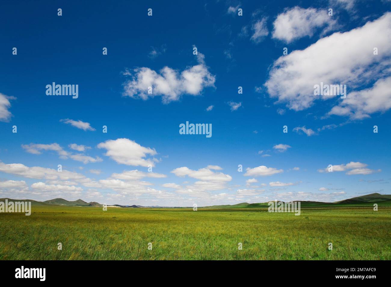 Bashang grassland in Inner Mongolia Stock Photo - Alamy