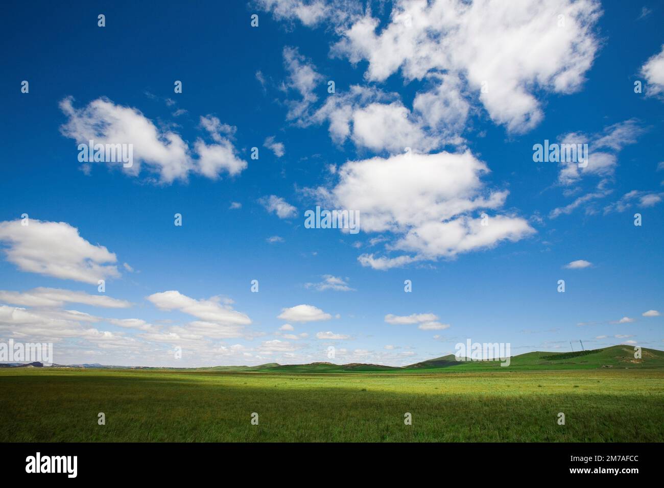 Bashang grassland in Inner Mongolia Stock Photo - Alamy