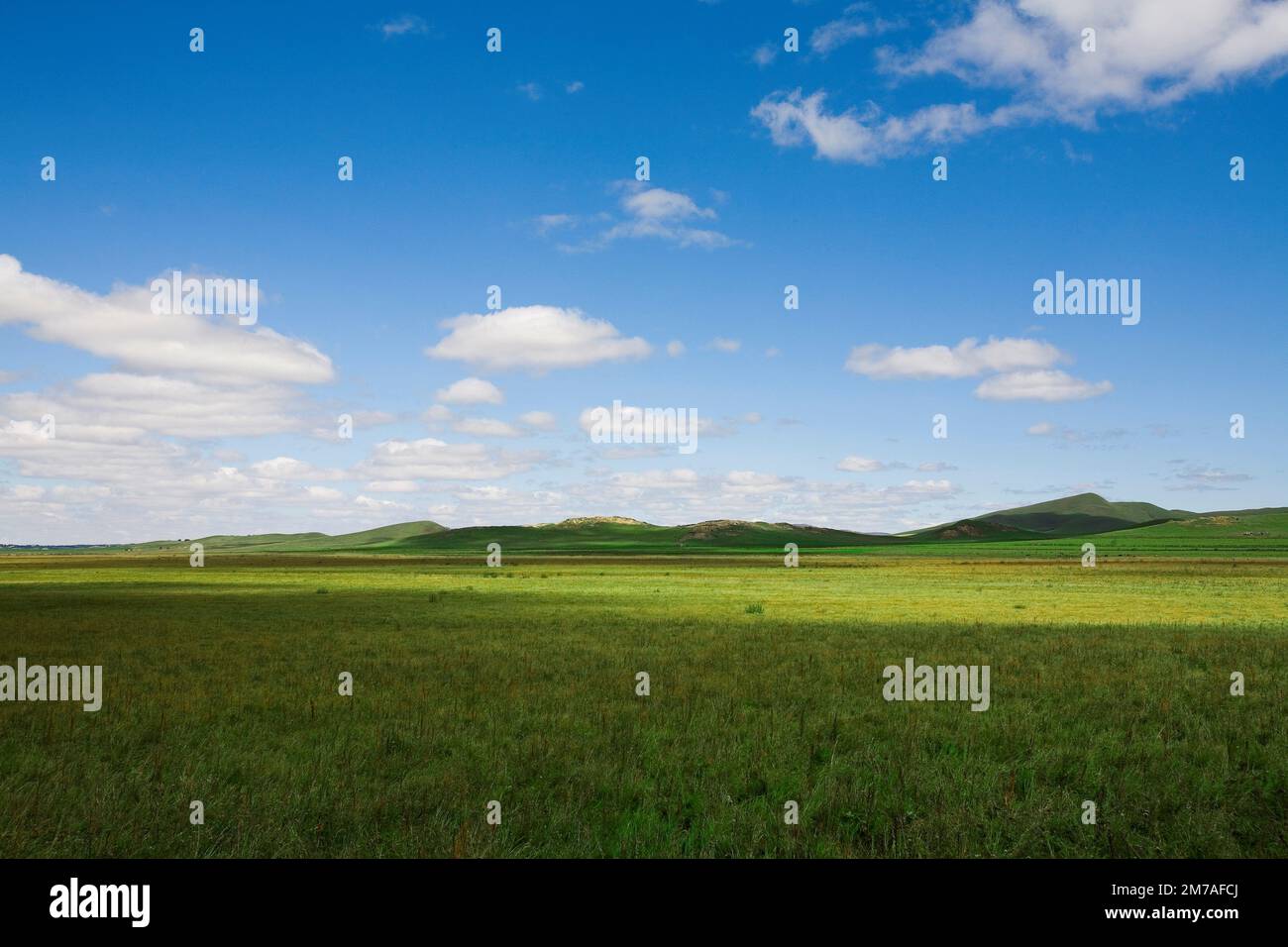 Bashang grassland in Inner Mongolia Stock Photo - Alamy