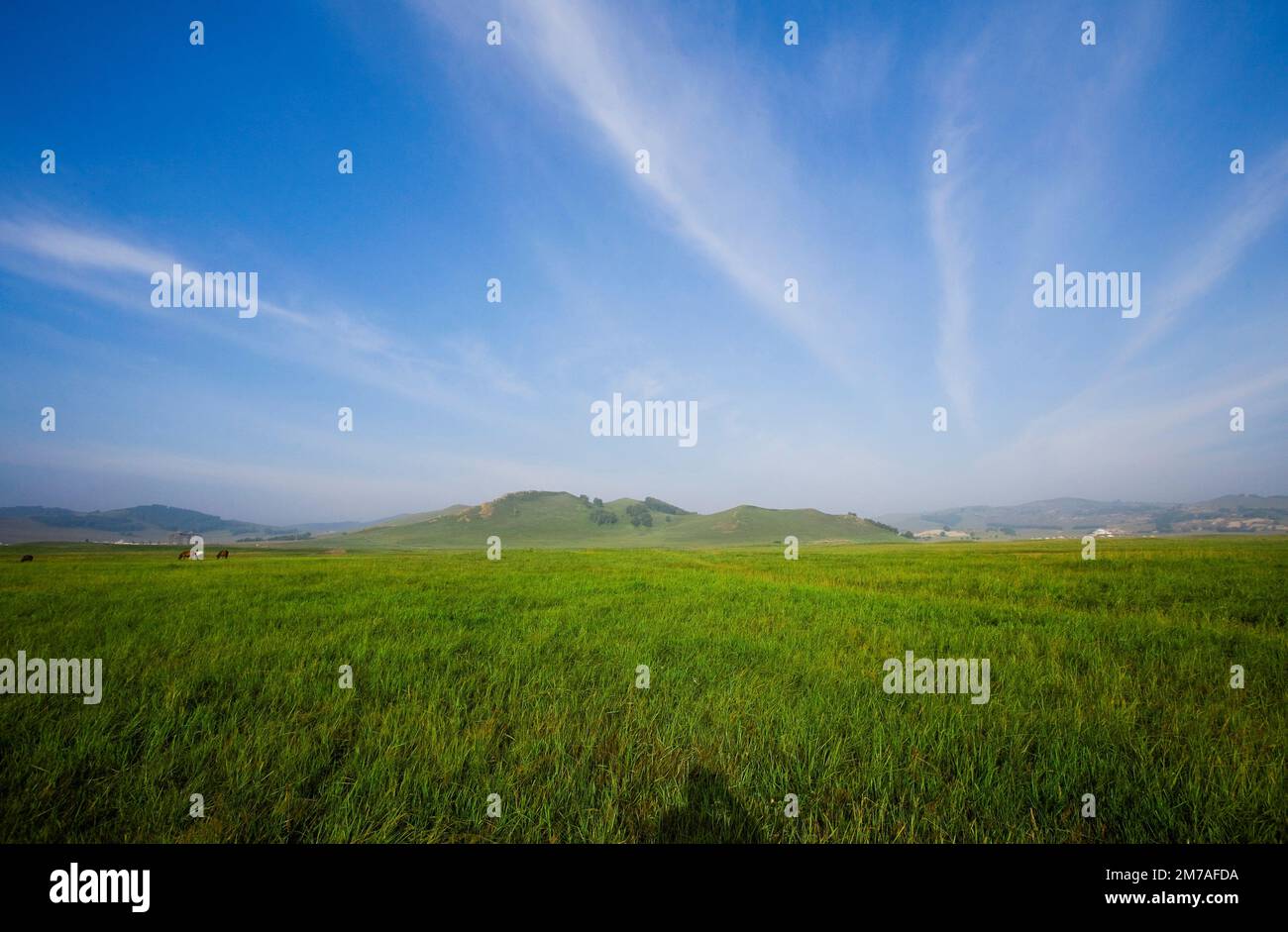 Bashang grassland in Inner Mongolia Stock Photo - Alamy