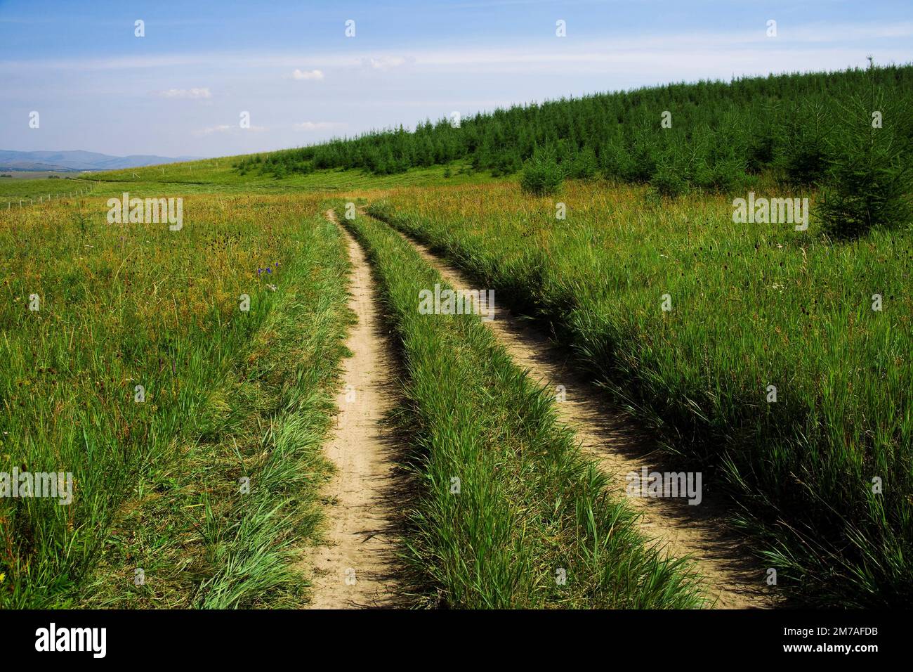 Bashang grassland in Inner Mongolia Stock Photo - Alamy