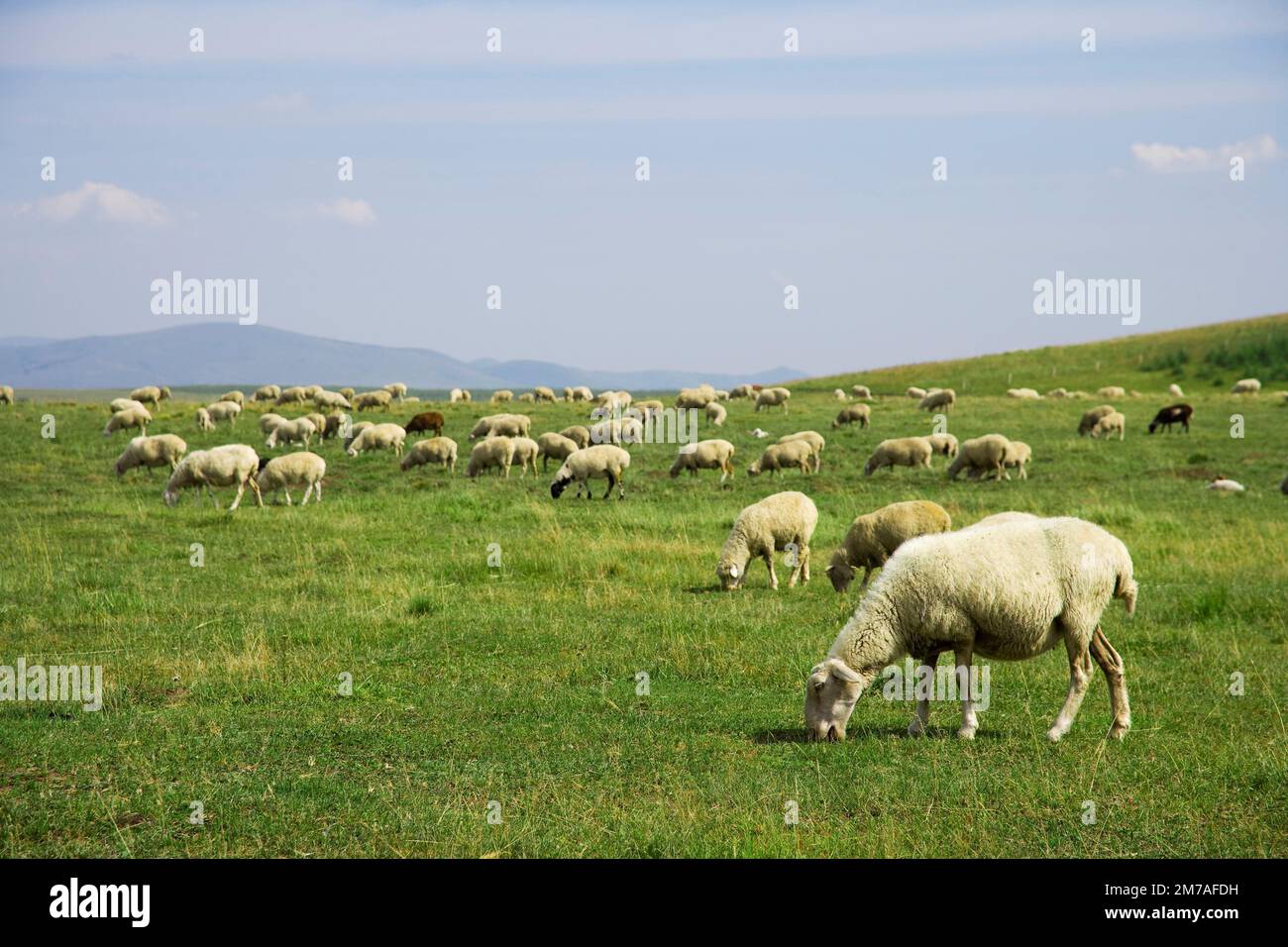 Bashang grassland in Inner Mongolia Stock Photo - Alamy