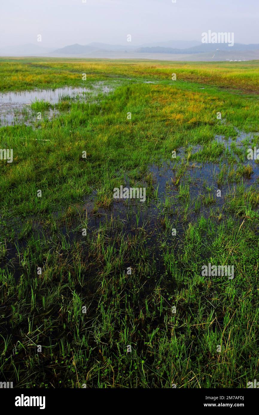 Bashang grassland in Inner Mongolia Stock Photo - Alamy