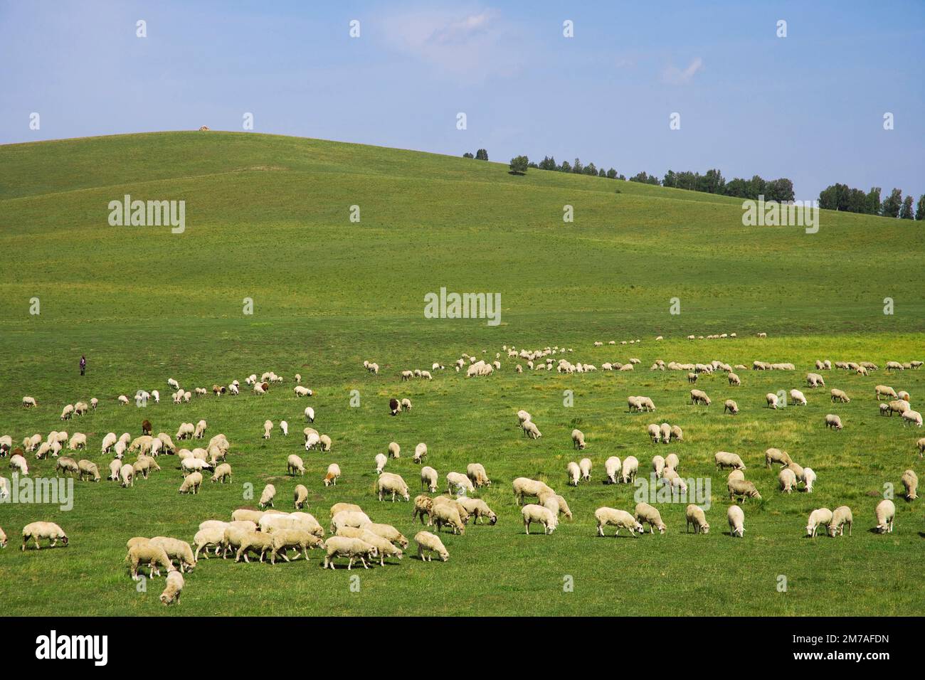 Bashang grassland in Inner Mongolia Stock Photo - Alamy
