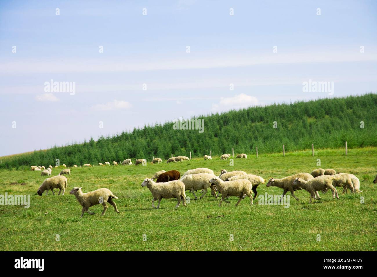 Bashang grassland in Inner Mongolia Stock Photo - Alamy