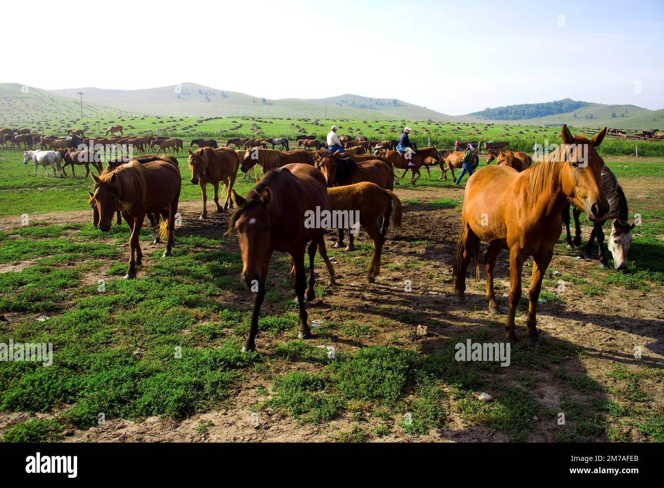 Bashang grassland in Inner Mongolia Stock Photo - Alamy