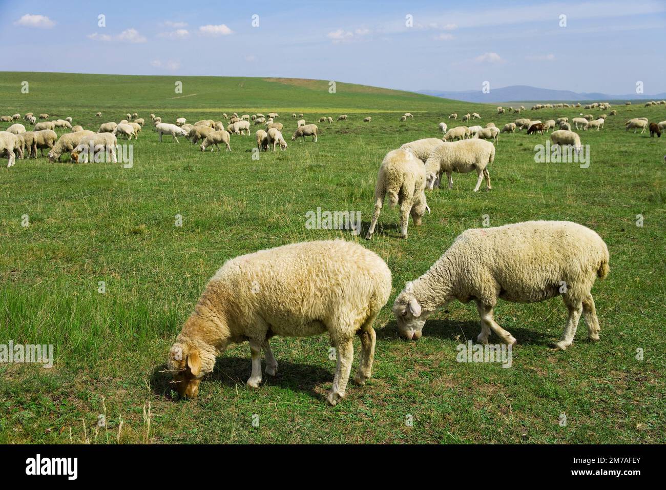 Bashang grassland in Inner Mongolia Stock Photo - Alamy