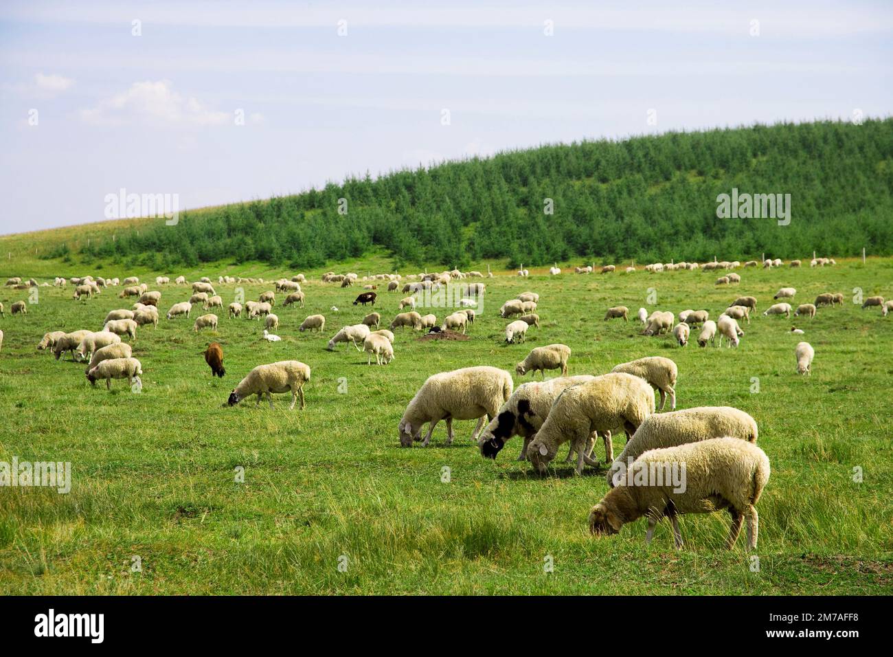 Bashang grassland in Inner Mongolia Stock Photo - Alamy
