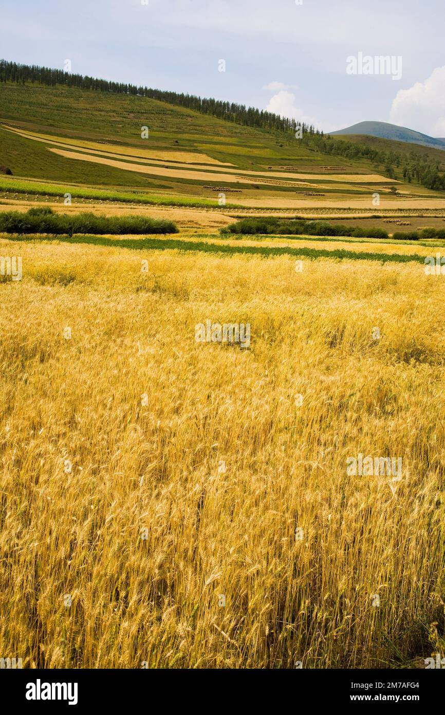 Bashang grassland in Inner Mongolia Stock Photo - Alamy