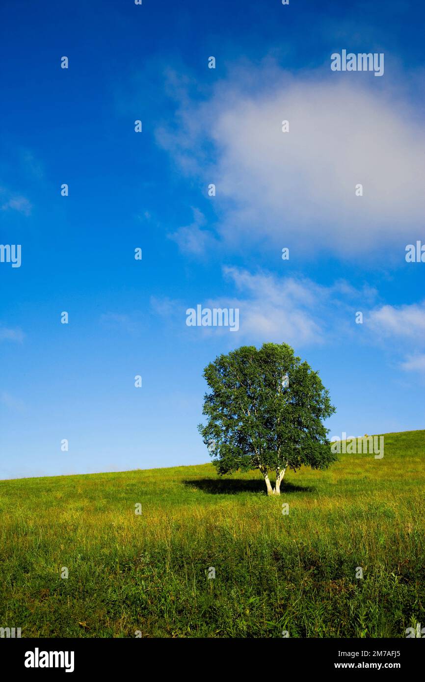 Bashang grassland in Inner Mongolia Stock Photo - Alamy