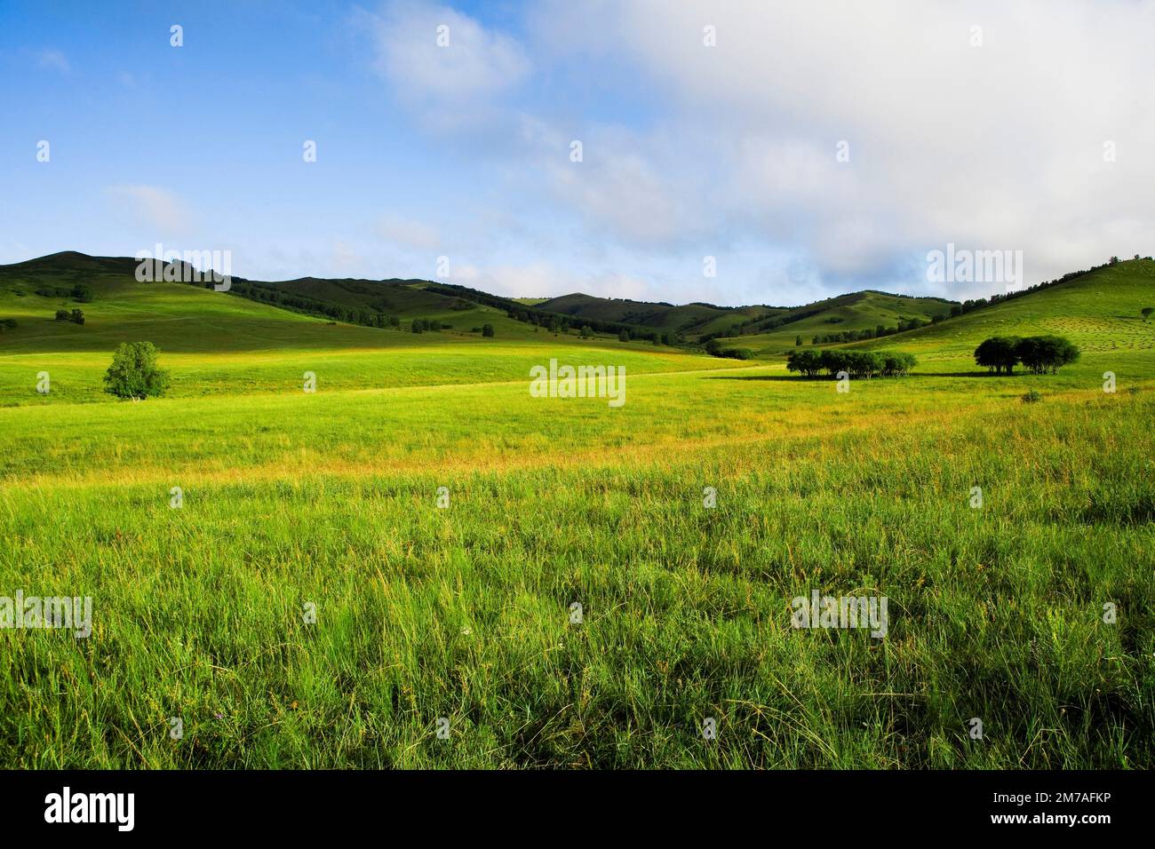 Bashang grassland in Inner Mongolia Stock Photo - Alamy