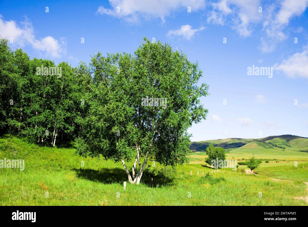 Bashang grassland in Inner Mongolia Stock Photo - Alamy
