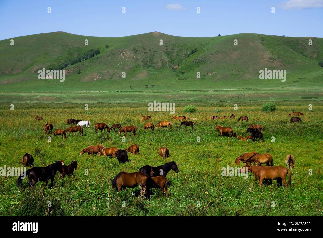 Bashang grassland in Inner Mongolia Stock Photo - Alamy