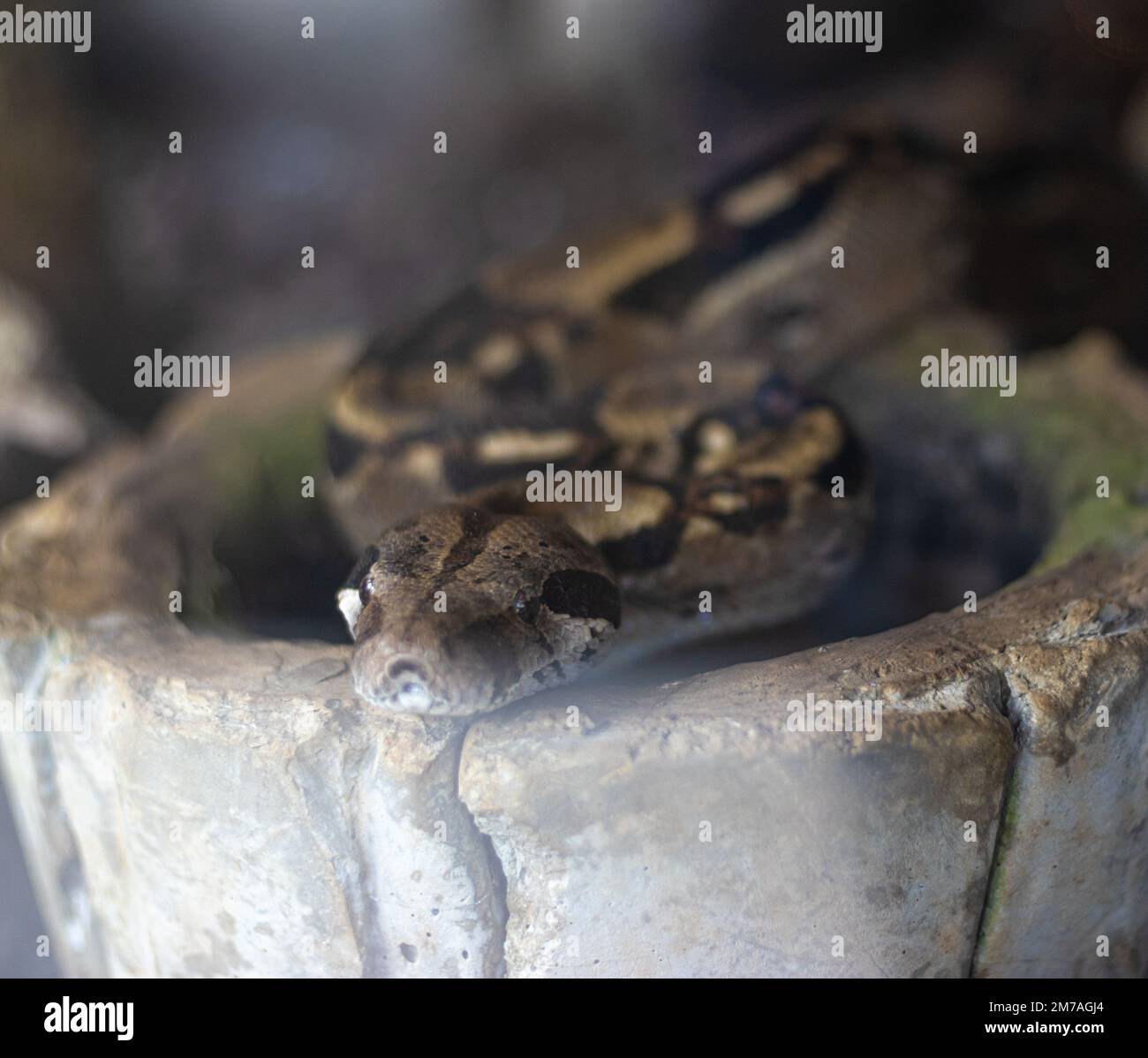 Python snake looking straight ahead with blurred background Stock Photo ...
