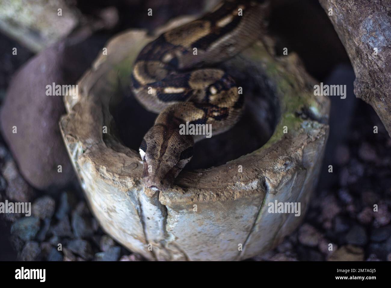 Yellow snake from above hi-res stock photography and images - Alamy
