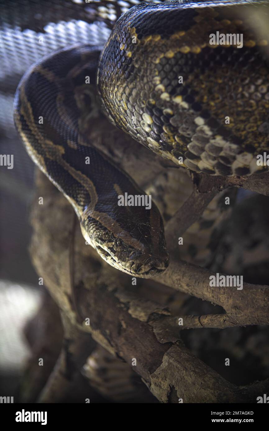 Large adult python looking down Stock Photo - Alamy