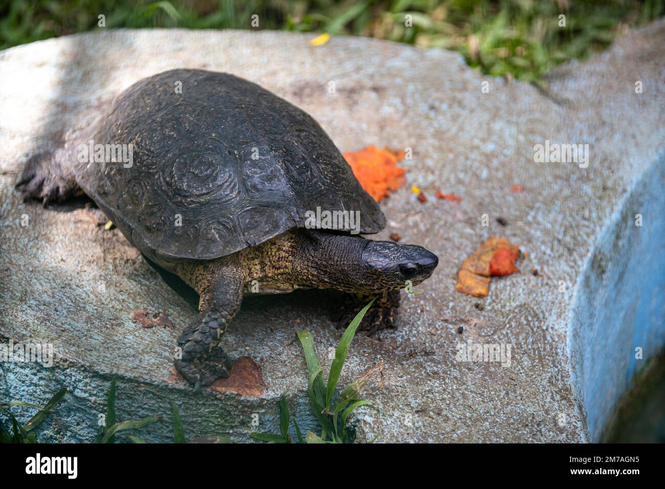 Freshwater turtle on blue rock Stock Photo - Alamy