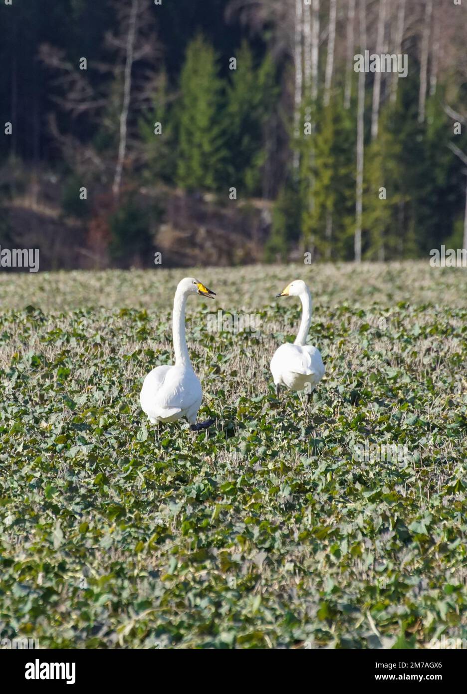 Two whopper swans walking on a field Stock Photo - Alamy