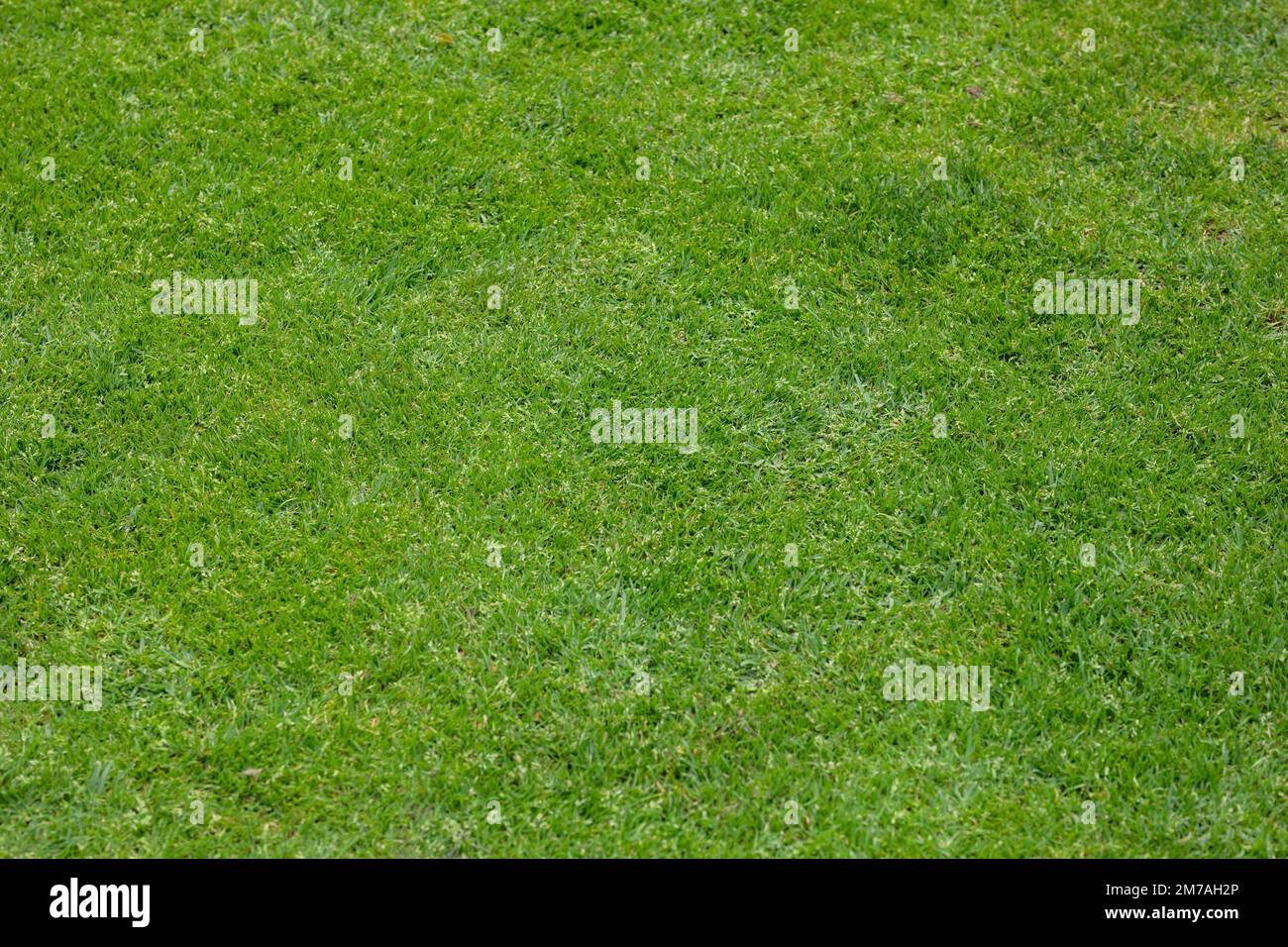 Top view of a large area covered with completely green natural grass ...