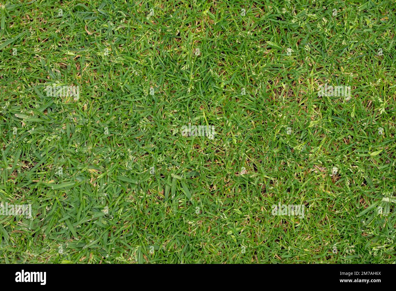 Texture of completely green and pruned natural grass Stock Photo - Alamy