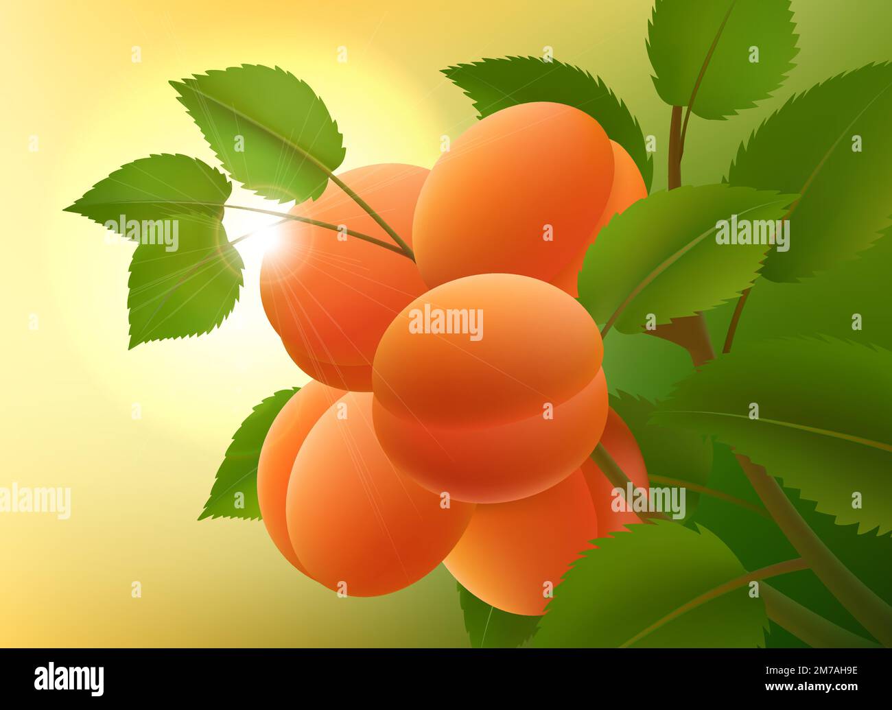 Orange tree ripe fruits tree Stock Vector Images - Alamy