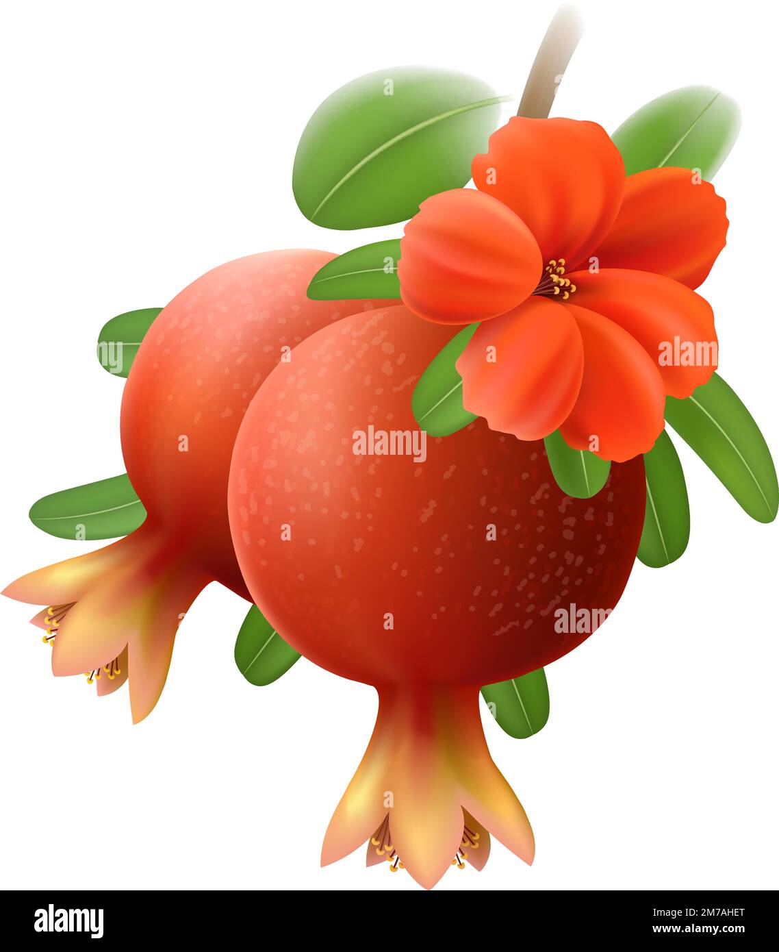 Pomegranate Tree Clipart