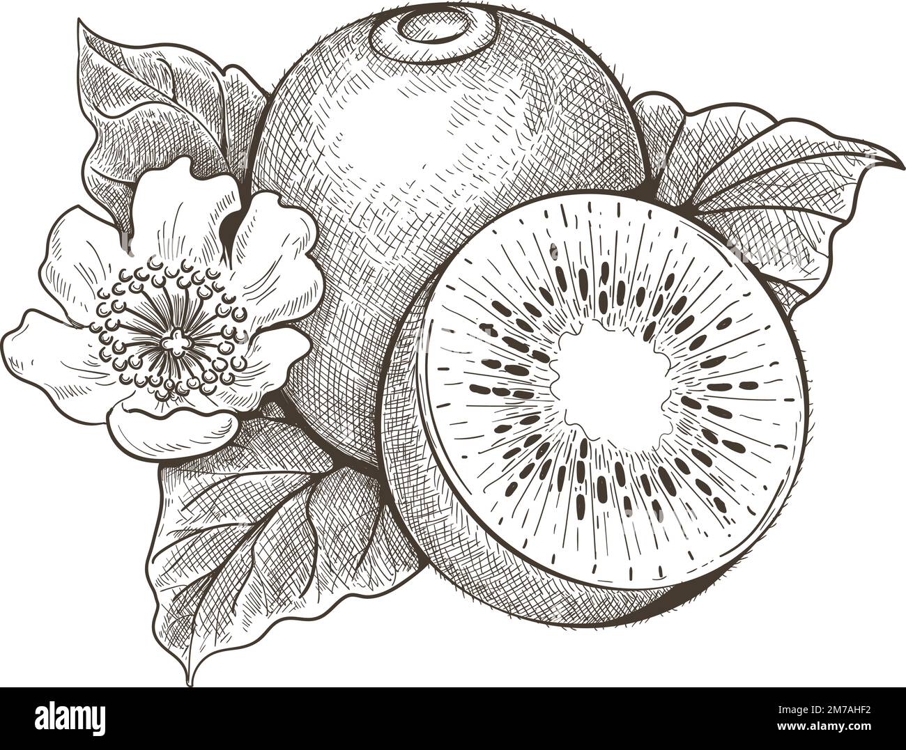 Kiwi with leaves engraving Stock Vector Image & Art - Alamy