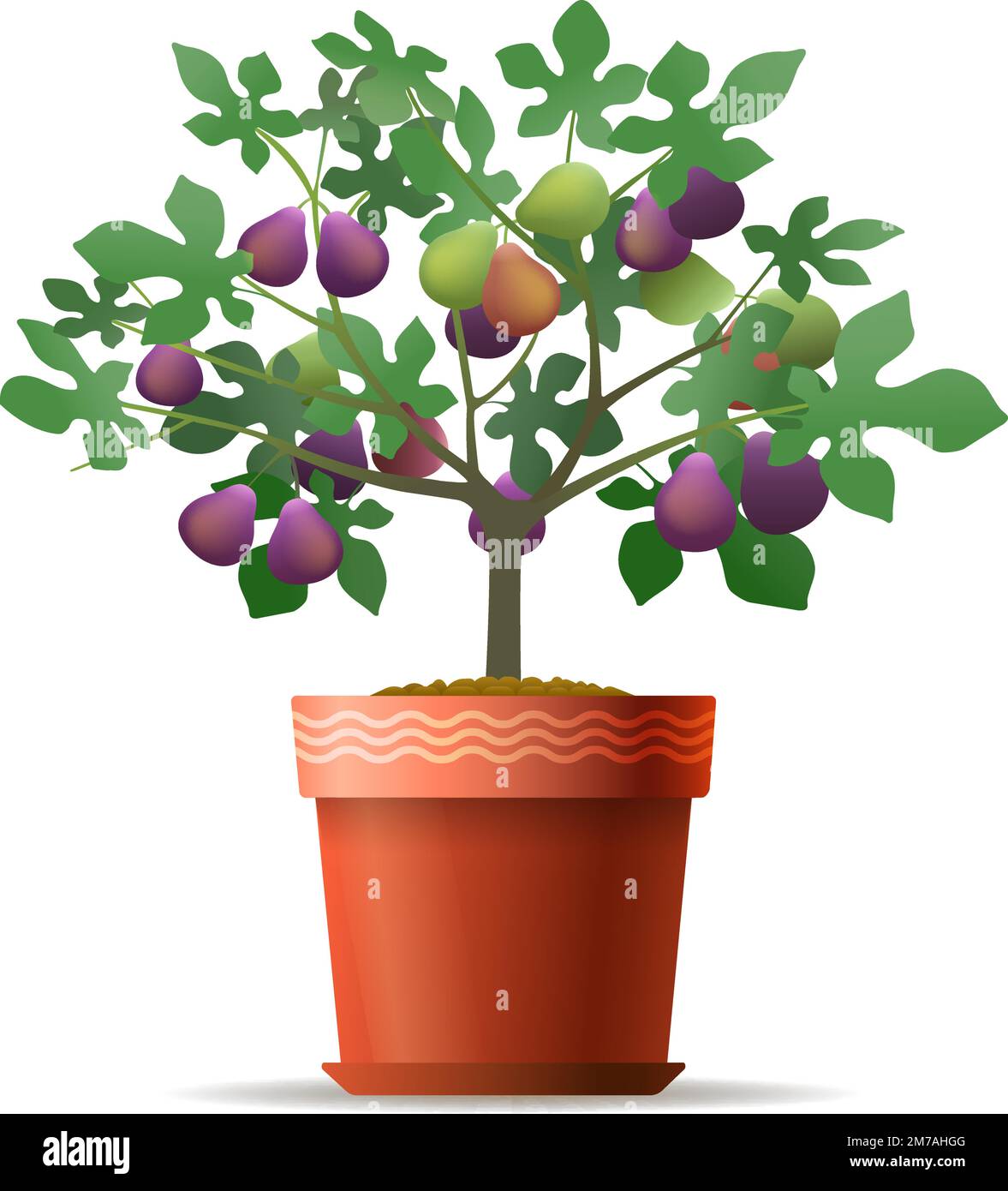 Fig Tree Stock Vector Images Alamy