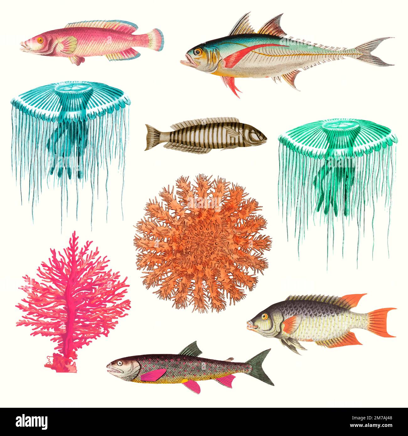 Vintage marine life vector illustration set, remixed from public domain ...