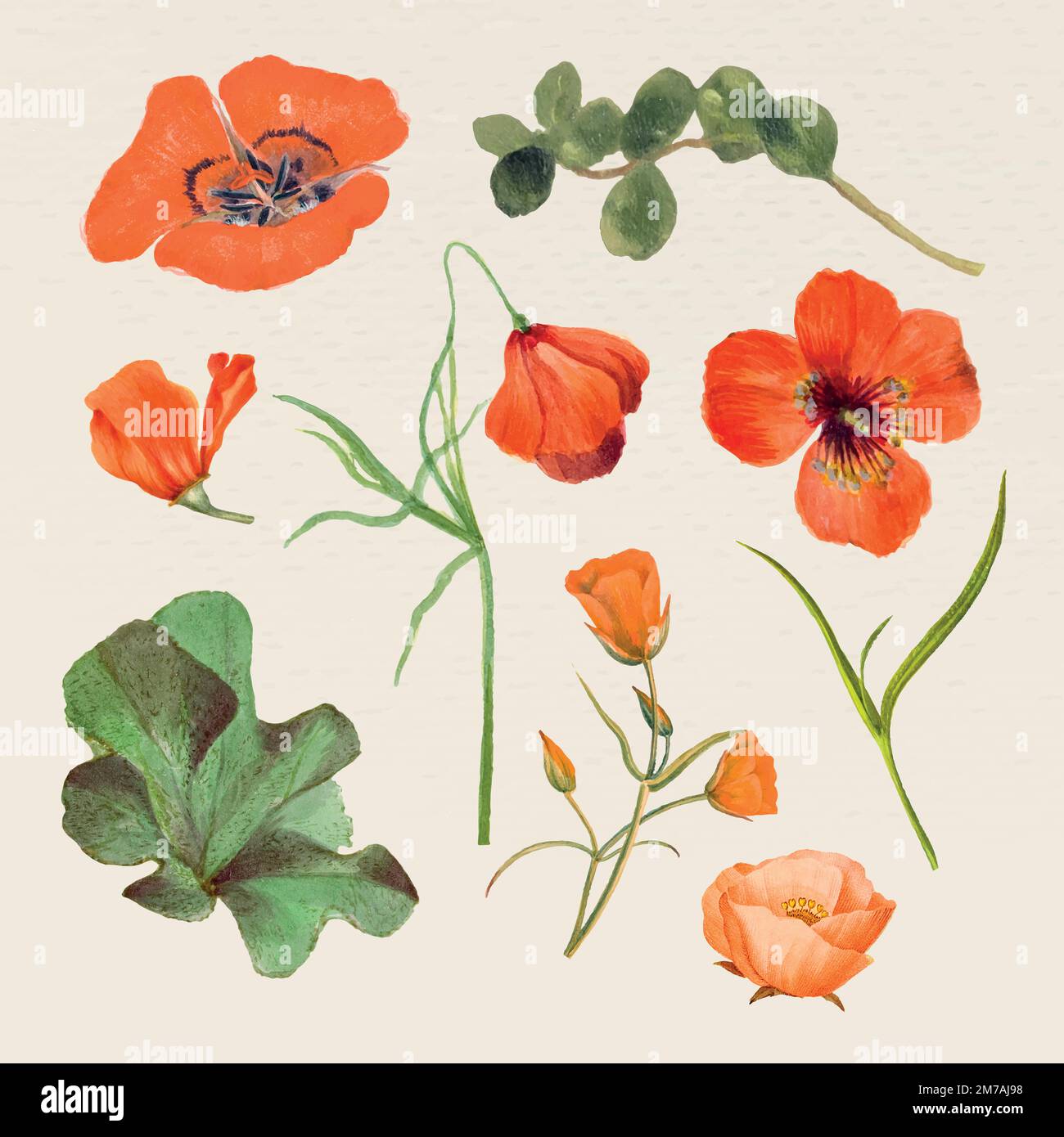 Mariposa vector vectors hi-res stock photography and images - Alamy