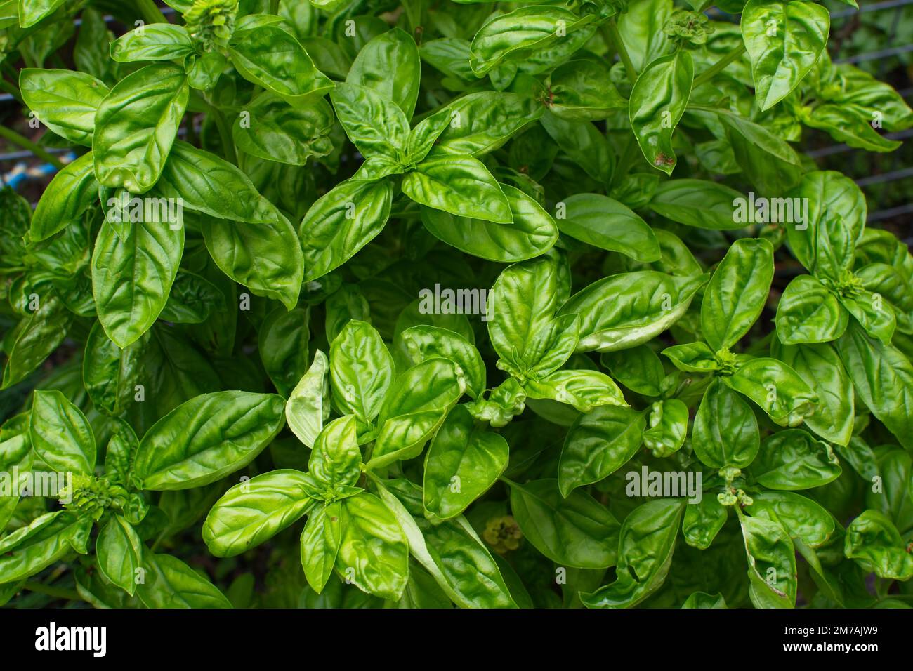 Grown in backyard hi-res stock photography and images - Alamy
