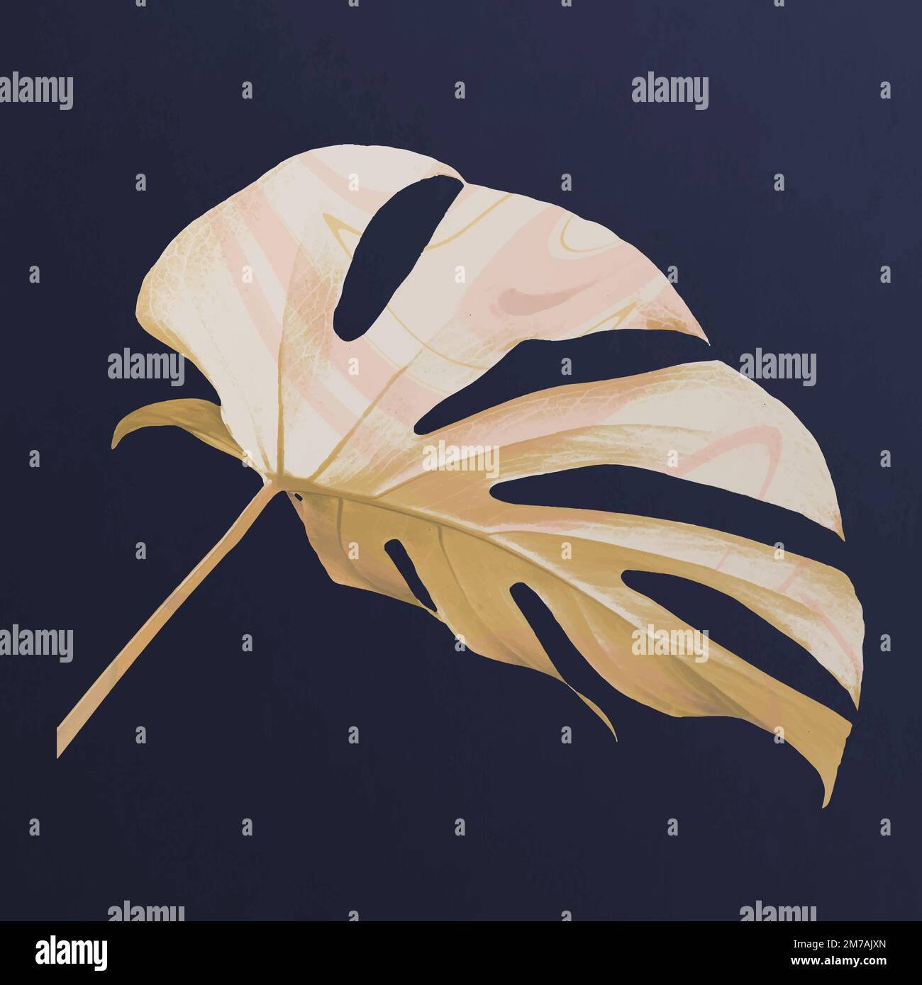 Philodendron monstera deliciosa Stock Vector Images - Alamy