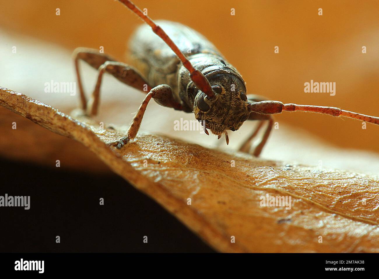 Longhorn beetle (Xylotoles sp Stock Photo - Alamy